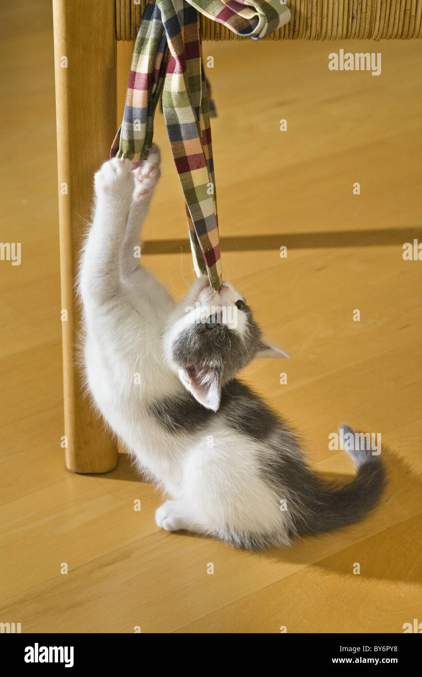 Cat with a bow hi-res stock photography and images - Alamy