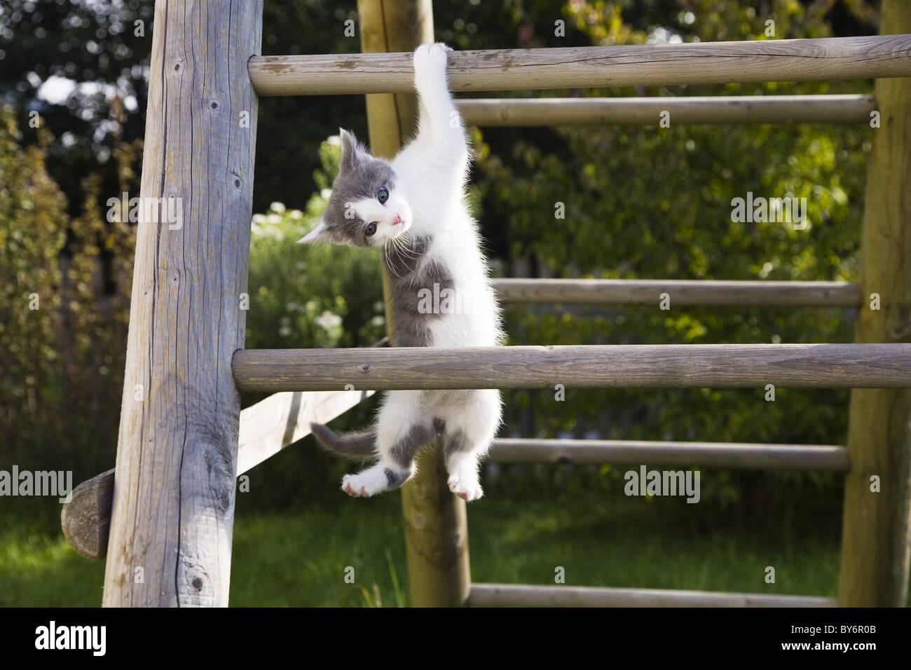 Cat ladder hi-res stock photography and images - Alamy