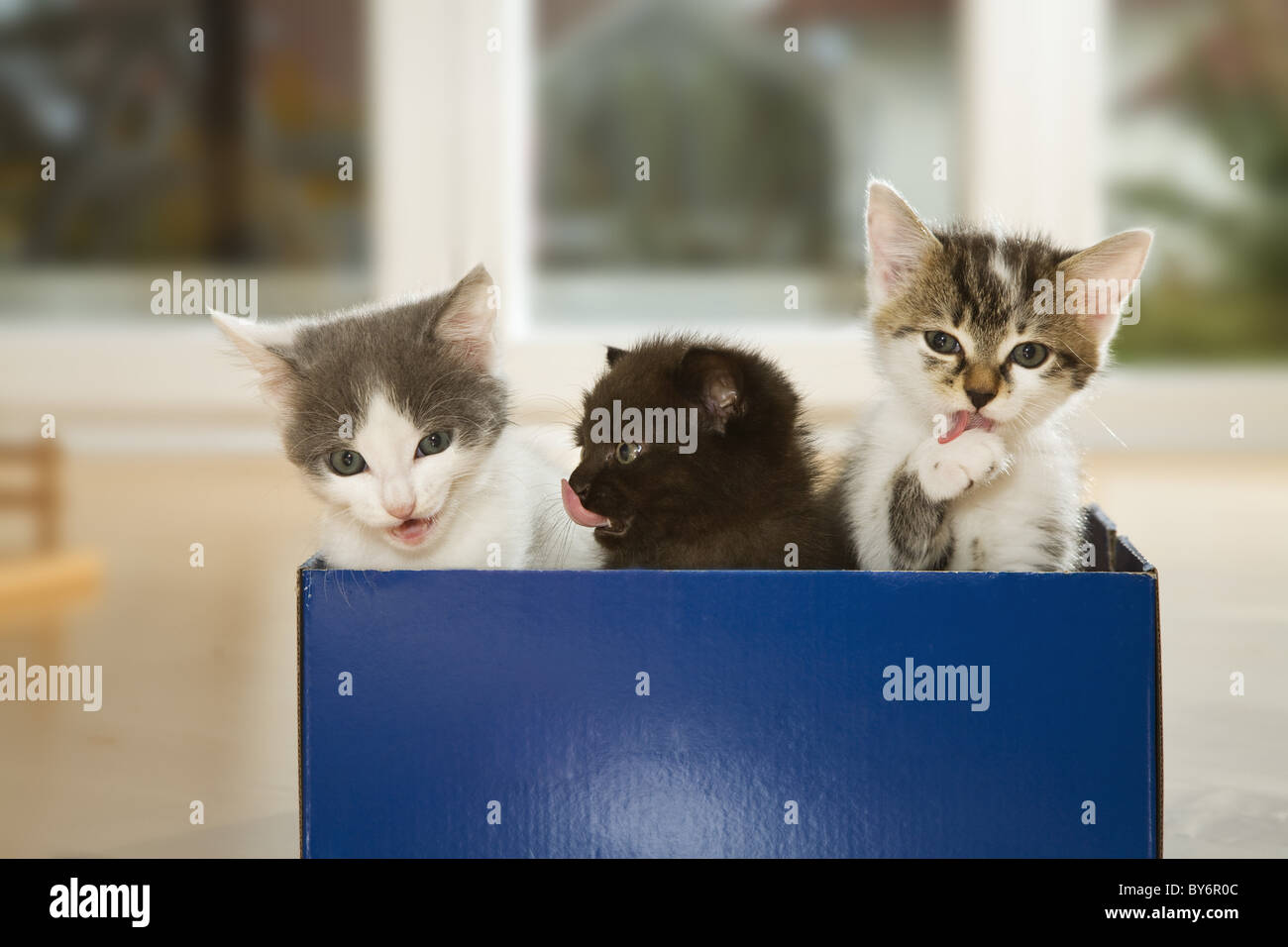 Living in a box hi-res stock photography and images - Alamy