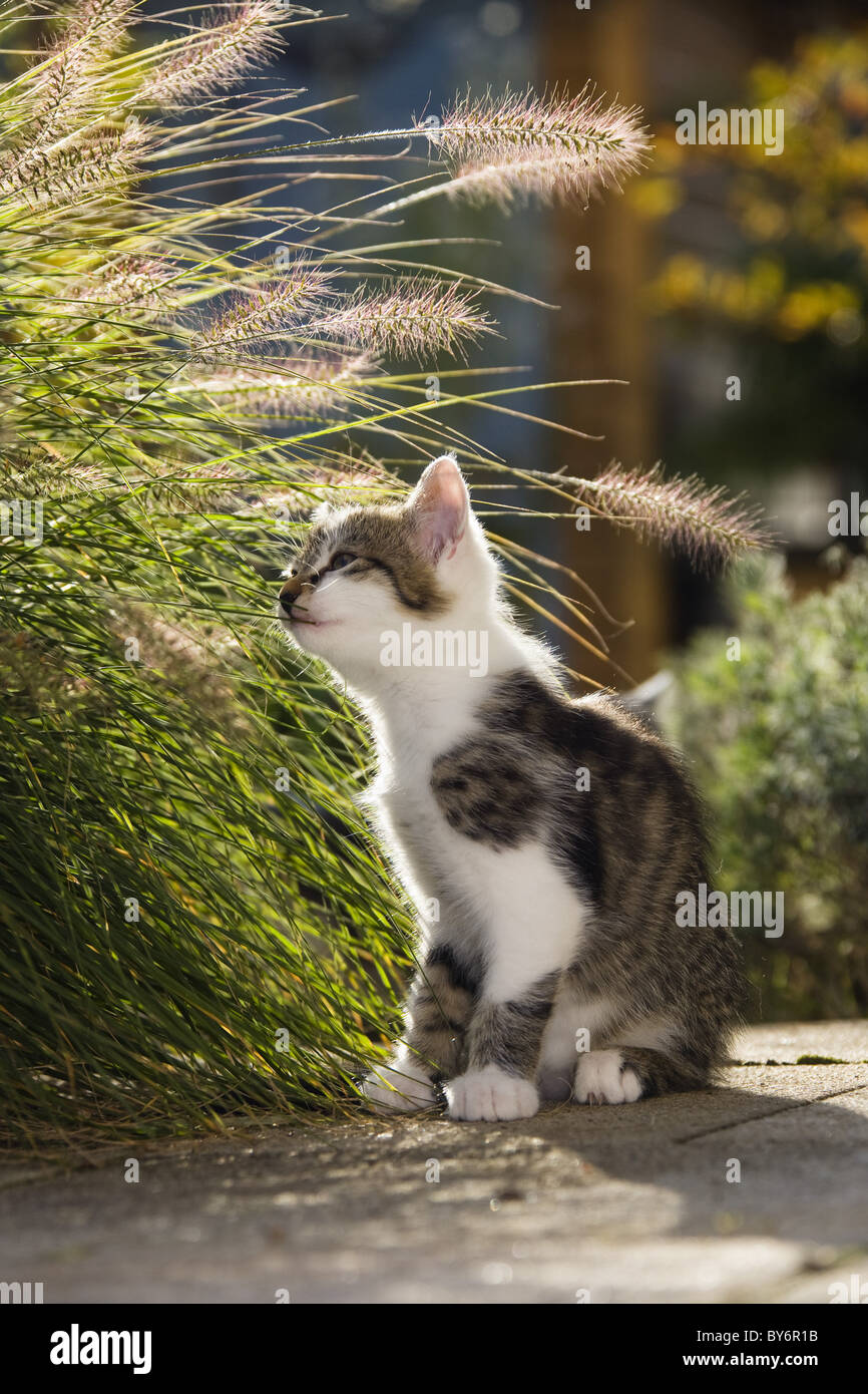 Young domestic cat, kitten in the garden, Germany Stock Photo - Alamy