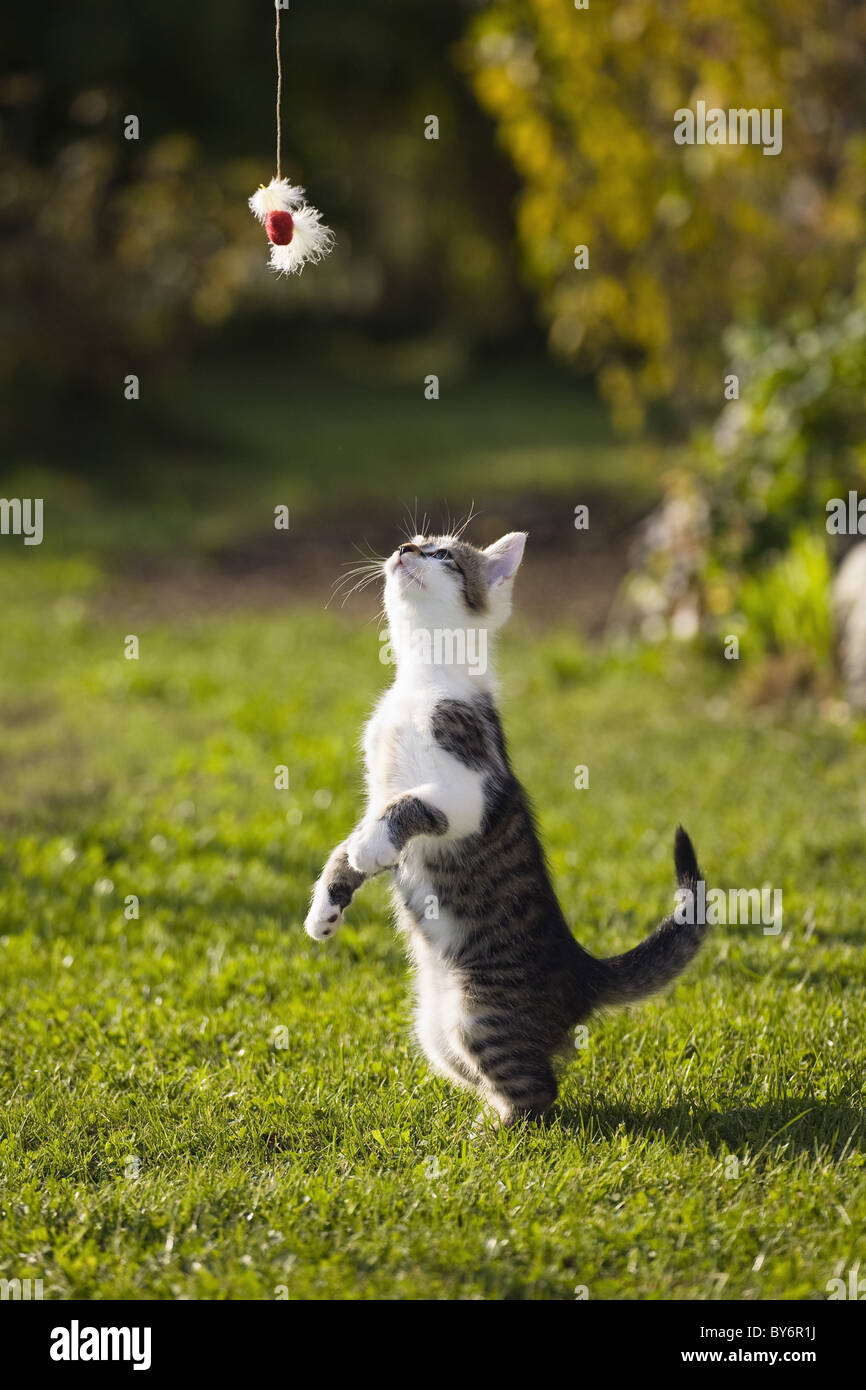 Feathered animals hi-res stock photography and images - Alamy