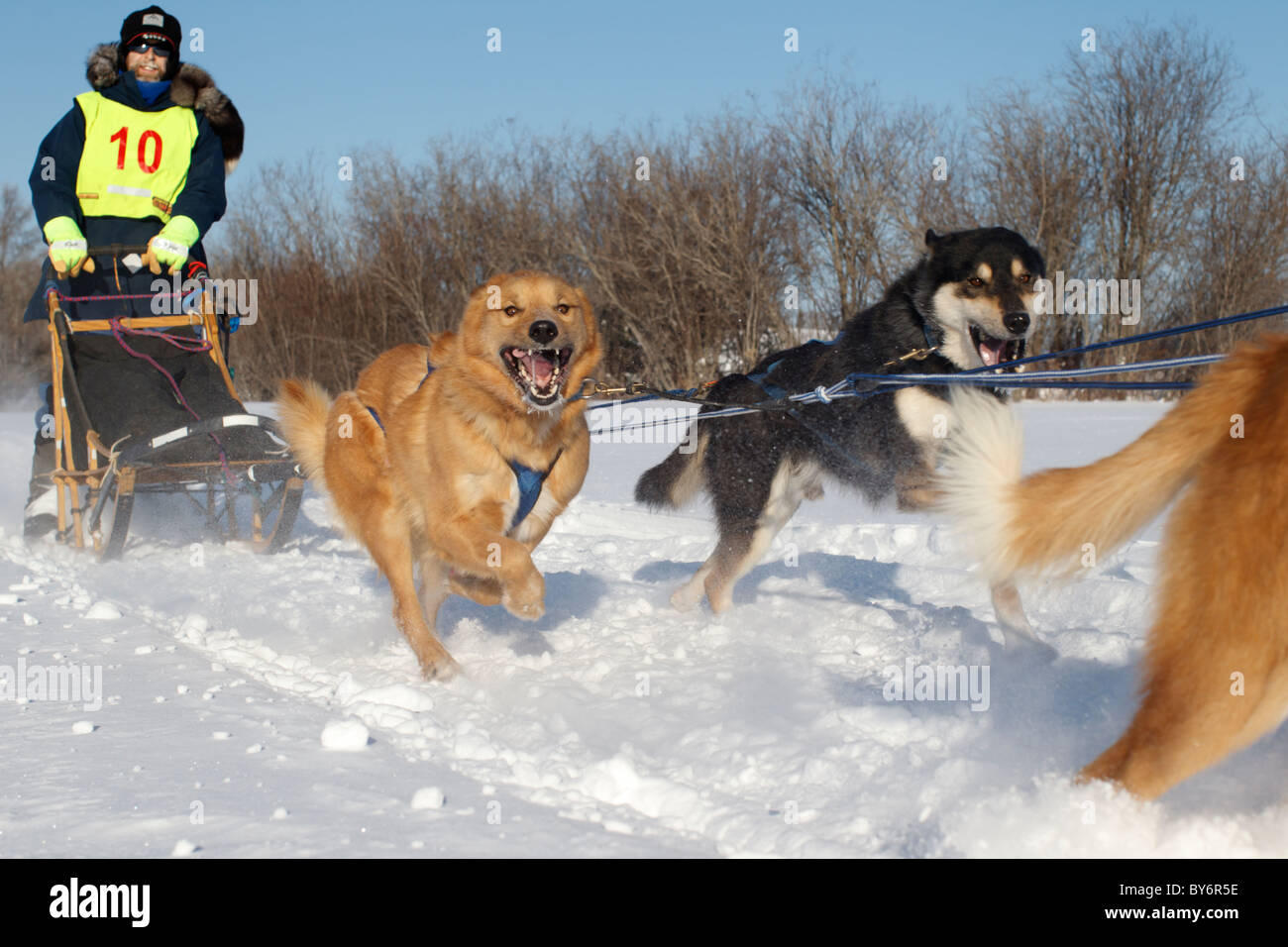 Six dog hi-res stock photography and images - Alamy