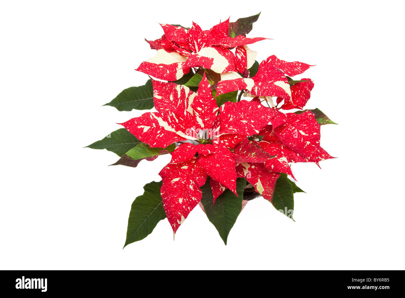 Variegated poinsettia hi-res stock photography and images - Alamy
