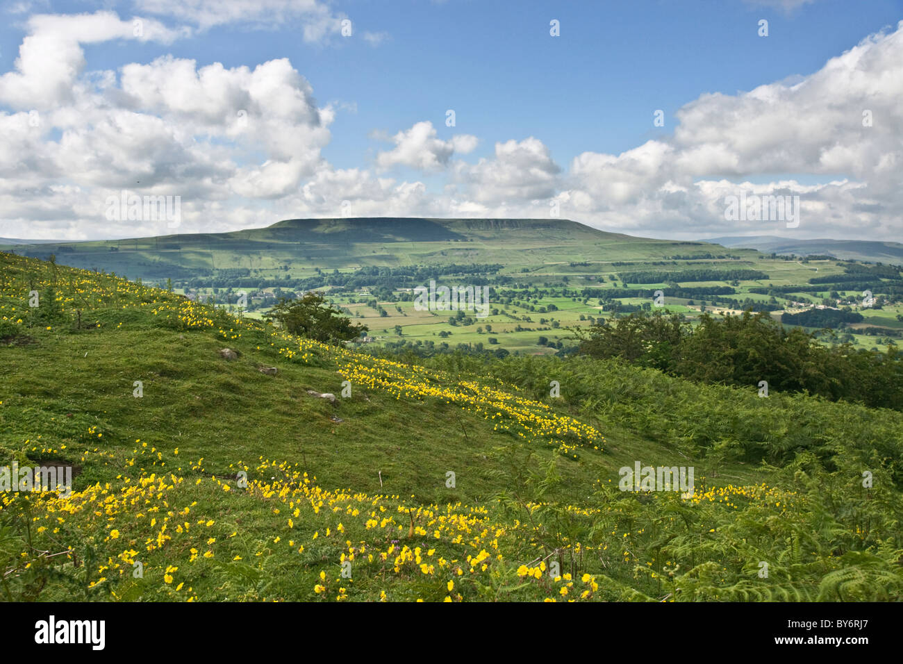 Rock roses and wild pansies in a field in Wensleydale. Pen Hill in the ...
