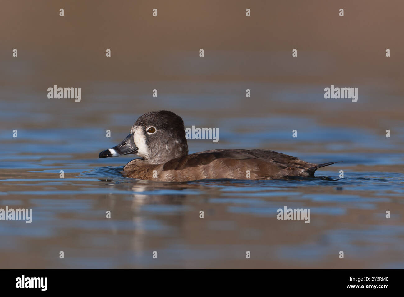 Ring-necked Duck (Aythya collaris) - Female Stock Photo - Alamy