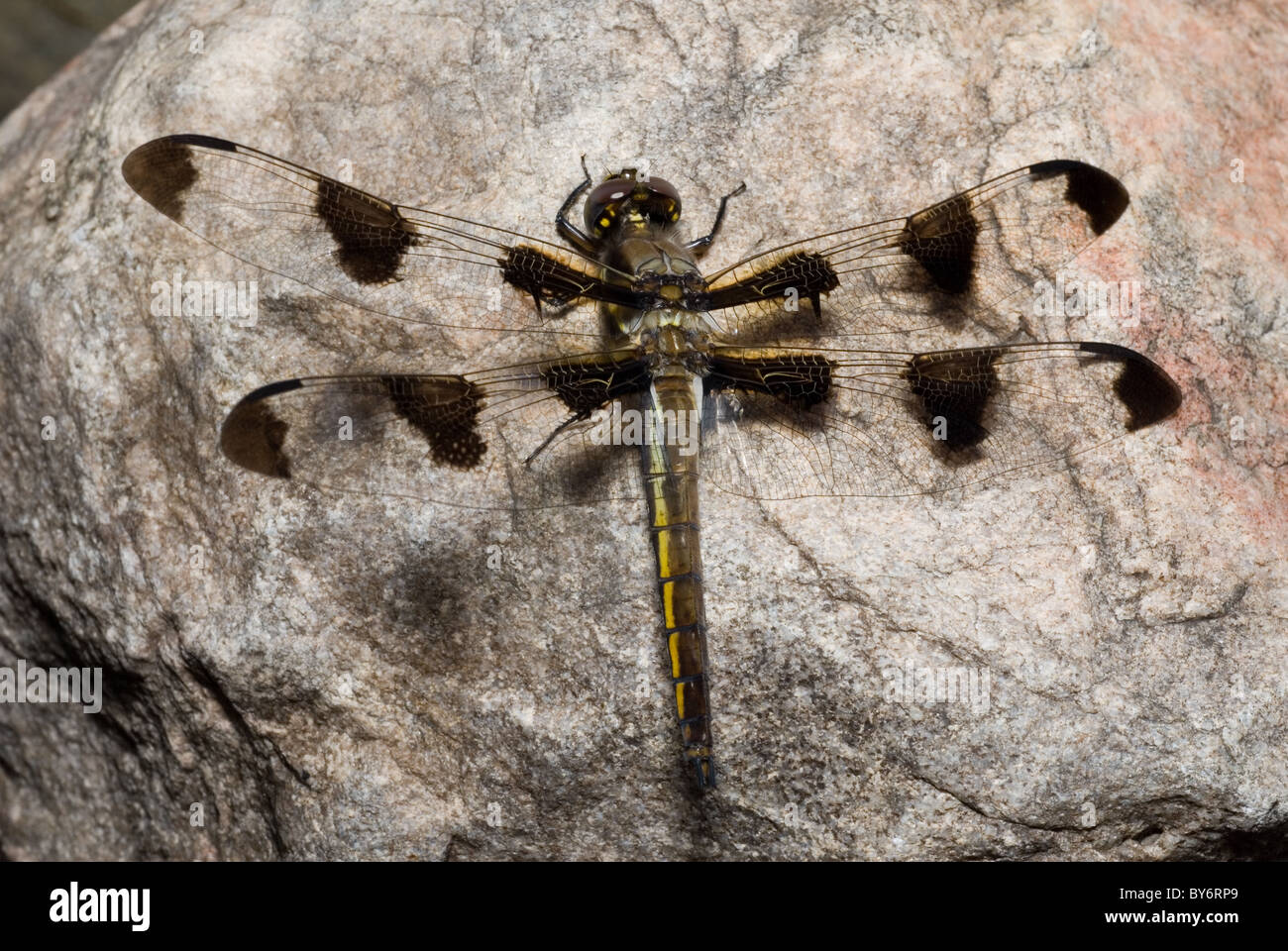 Twelve-spot Skimmer (Libellula pulchella) dragonfly 1 5/8-2 1/4 (43-58 ...