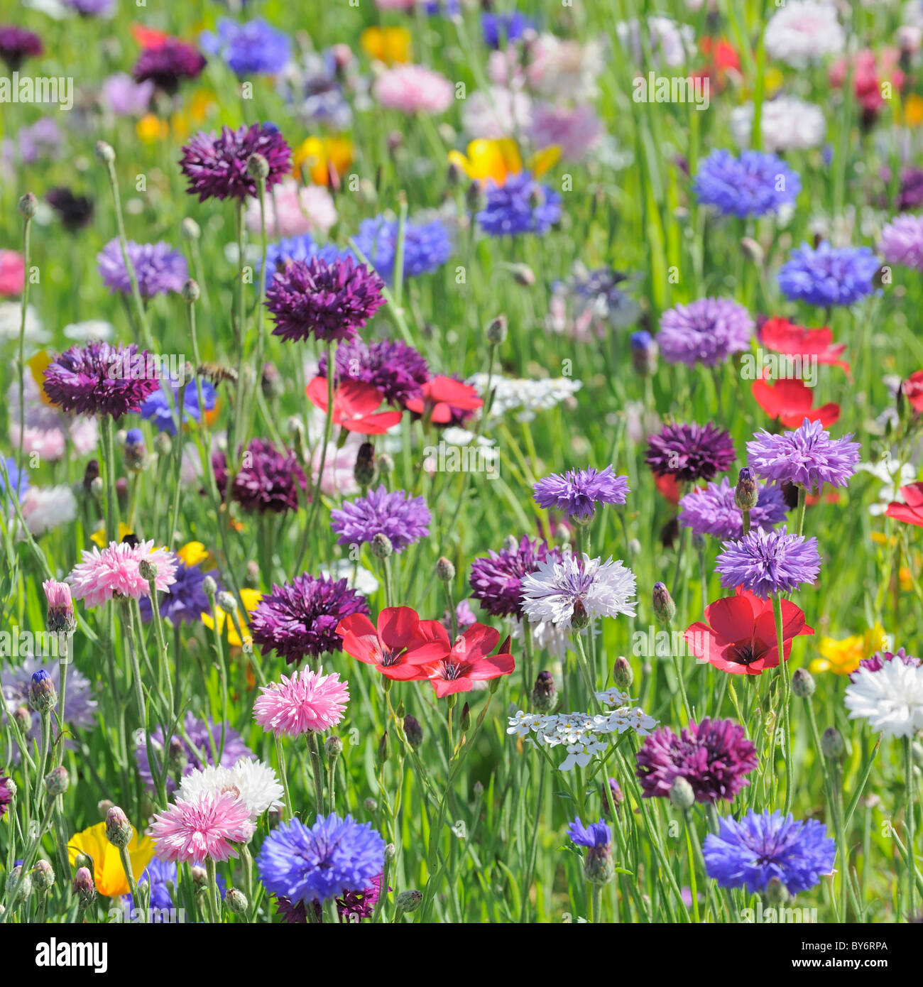 Closeup of mixed colored wild flowers Stock Photo - Alamy