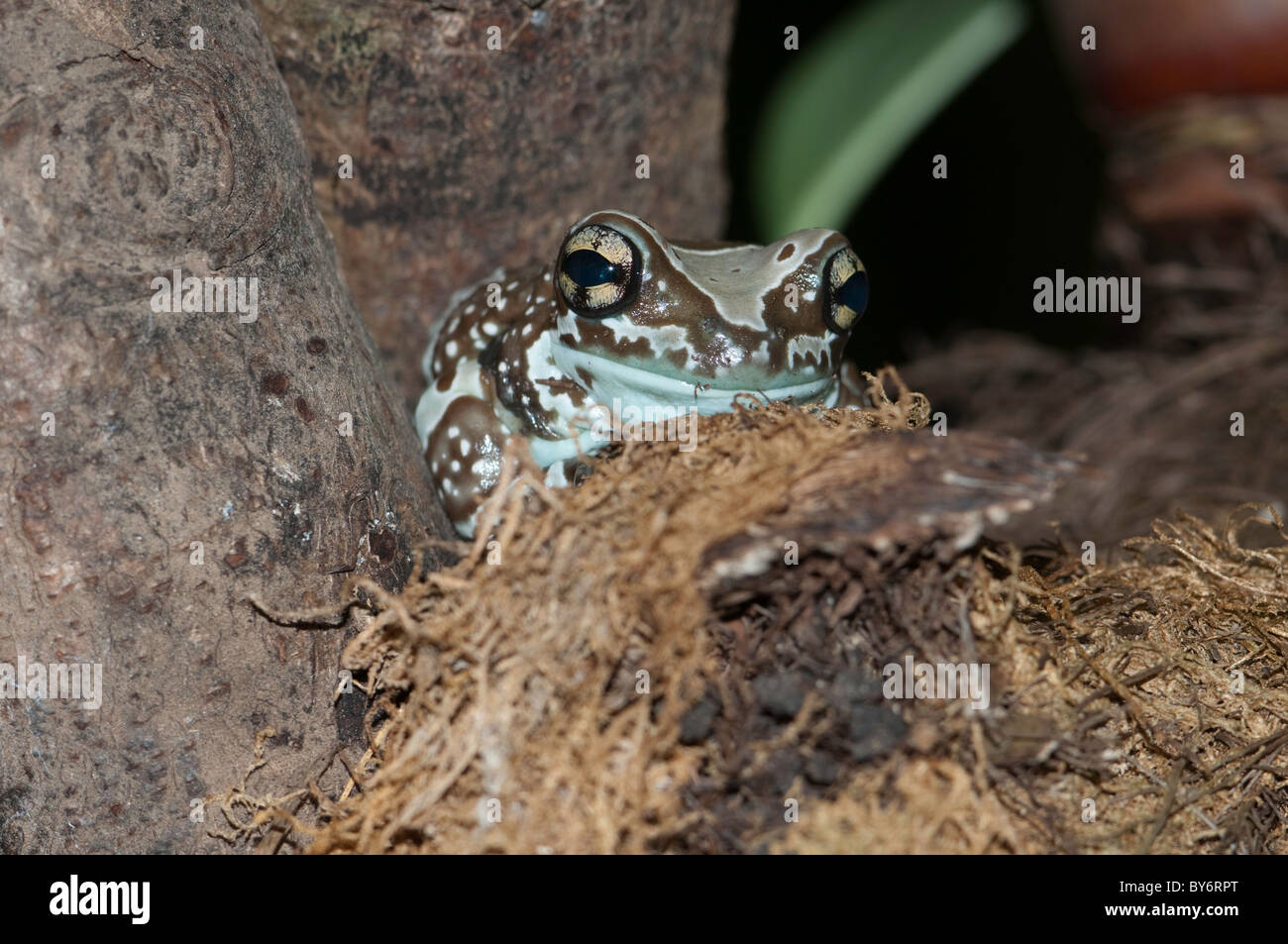 Golden eyed frog hi-res stock photography and images - Alamy