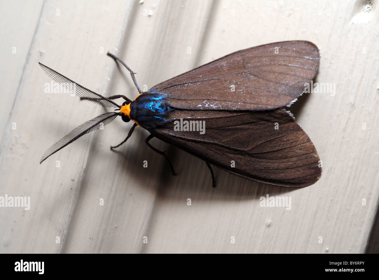 Ctenucha Moth; Ctenucha virginica 35-50mm Stock Photo - Alamy