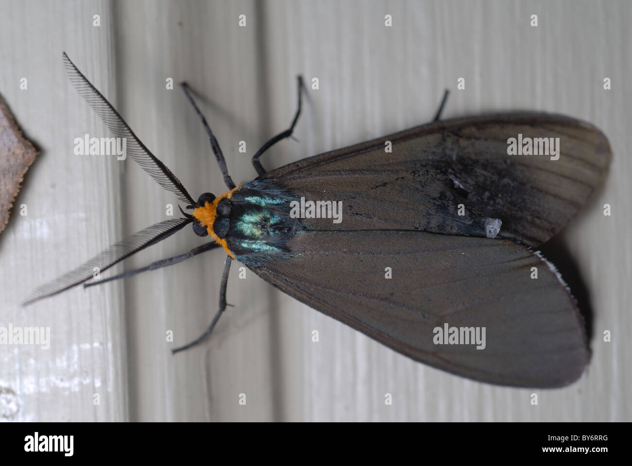 Ctenucha Moth; Ctenucha virginica Stock Photo - Alamy
