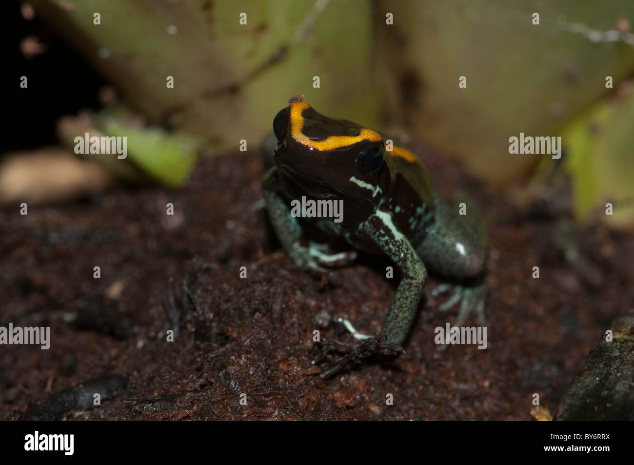 Golfodulcean Poison Dart Frog - Phyllobates vittatus Stock Photo - Alamy