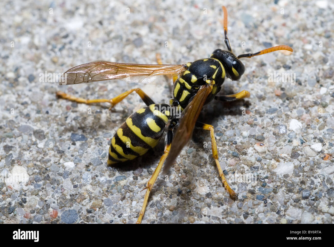 Yellowjacket usa hi-res stock photography and images - Alamy