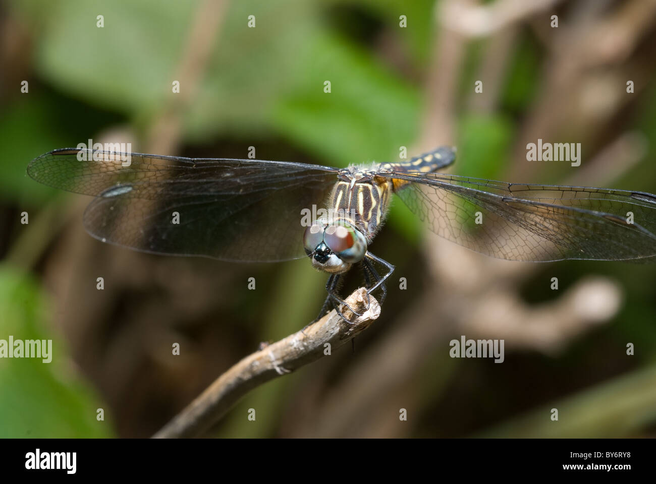 Pachydipax longipennis hi-res stock photography and images - Alamy