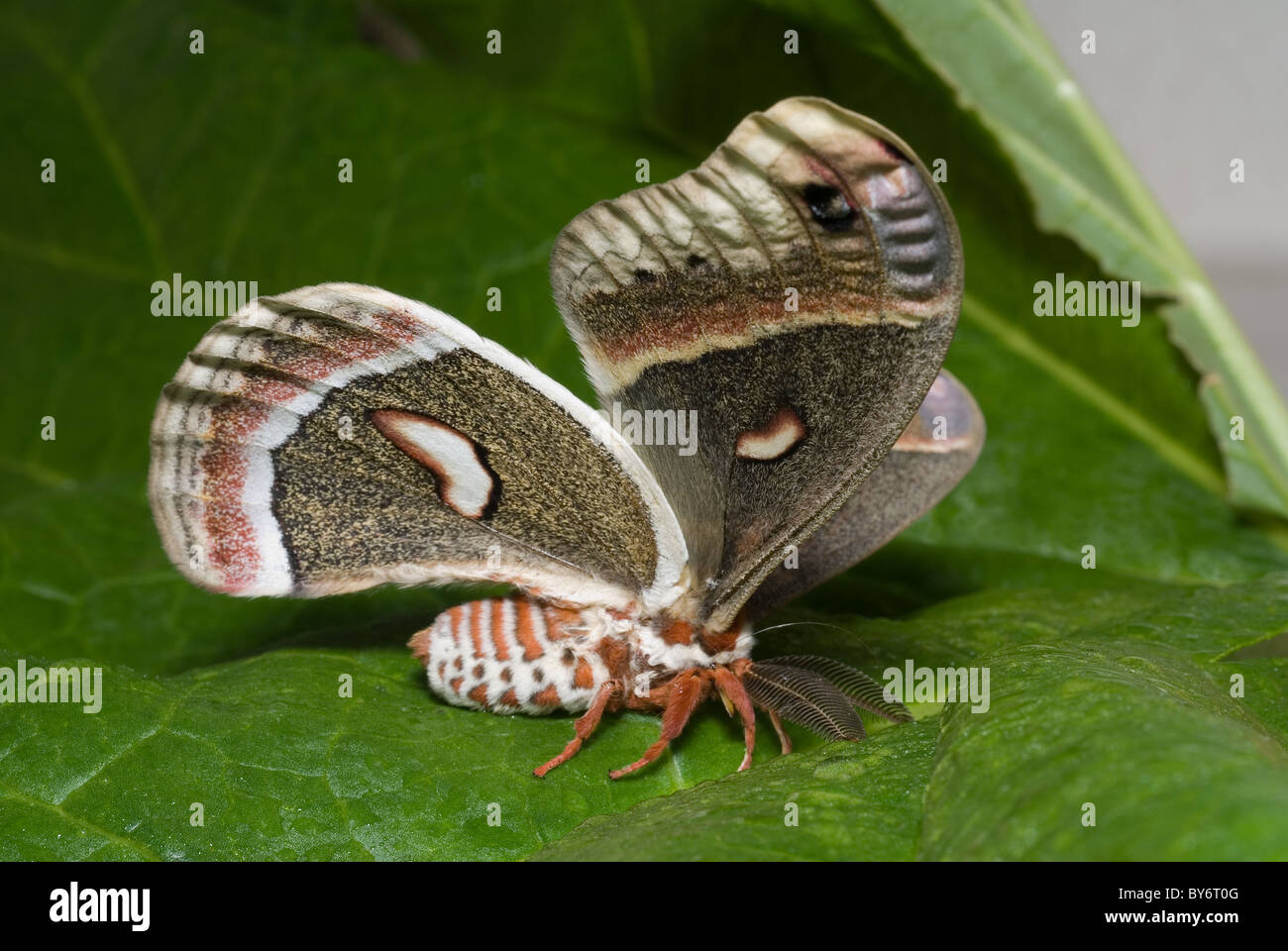 Cecropia moth hi-res stock photography and images - Alamy