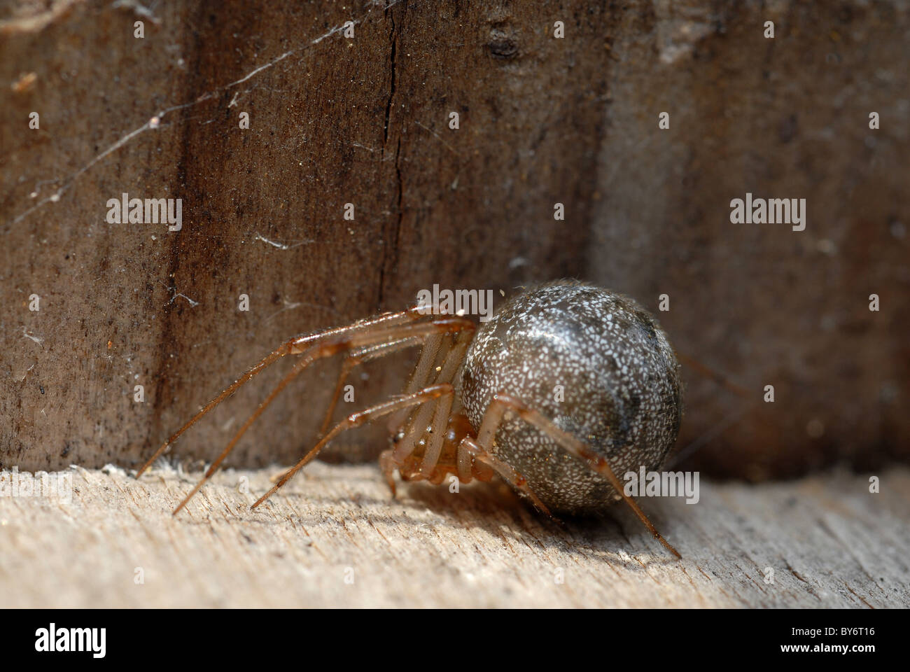 Common House Spider Achaearanea tepidariorum Stock Photo - Alamy