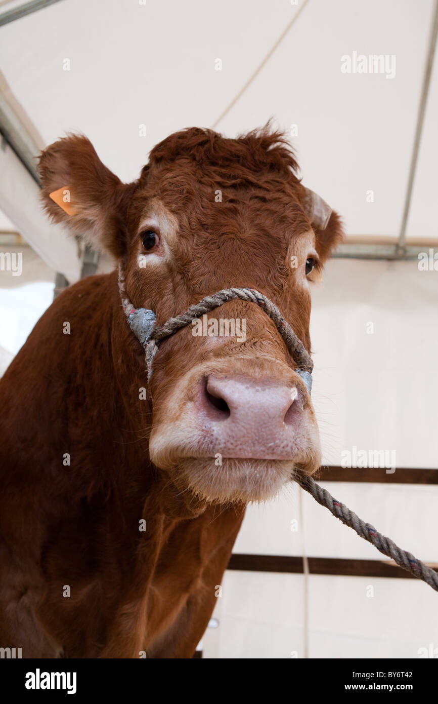 Limousine cow portrait Stock Photo - Alamy