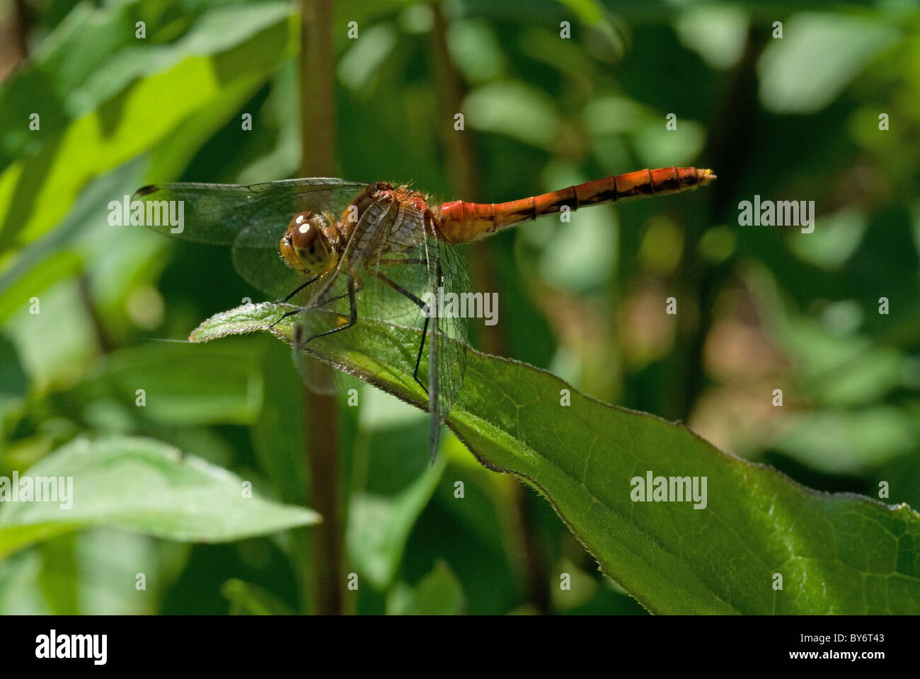 Dragonfly wingspan hi-res stock photography and images - Alamy
