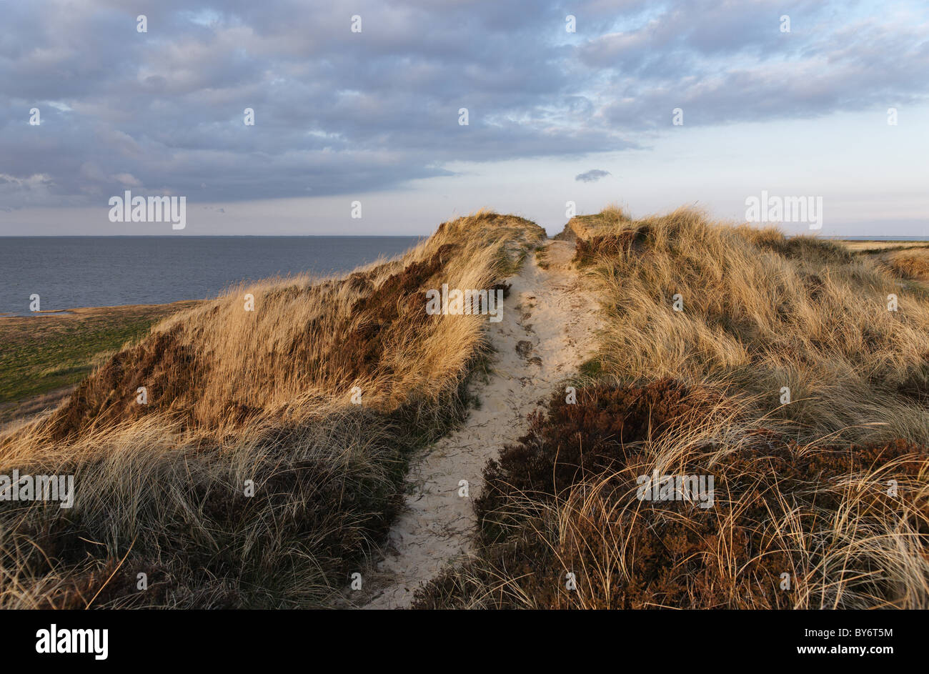 Nature Reserve Morsumkliff at Morsum, Sylt Municipality, North Sea ...