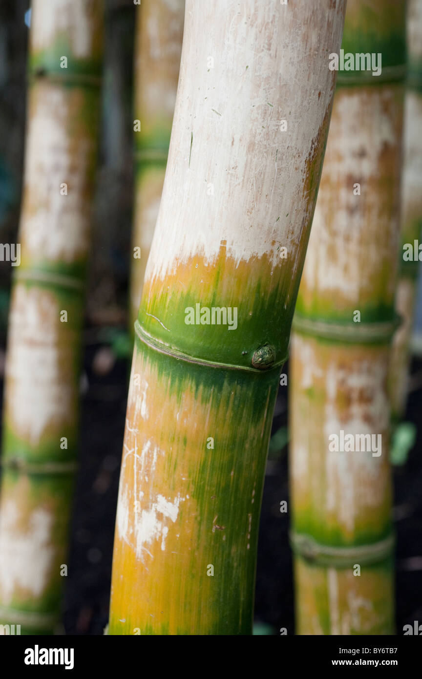 Bamboo stems detail Stock Photo - Alamy