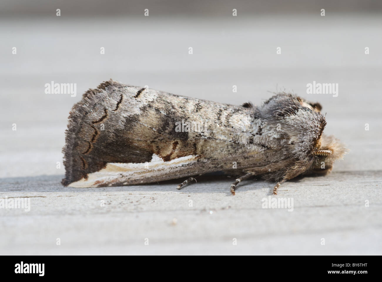 Owlet Moth; Family Noctuidae; noctuids; the largest family of moths in ...
