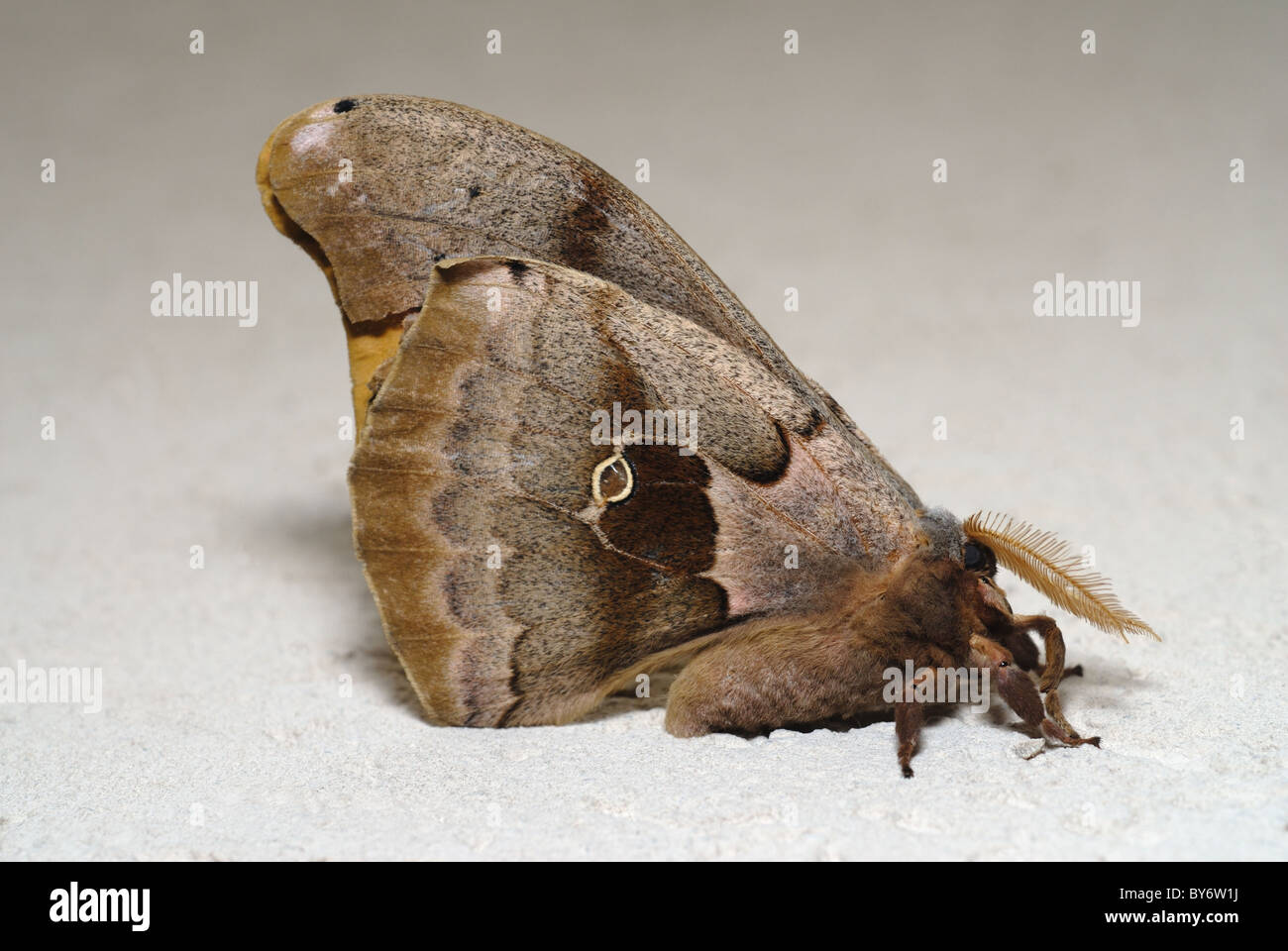 Polyphemus Moth; Giant Silk Moth Stock Photo - Alamy