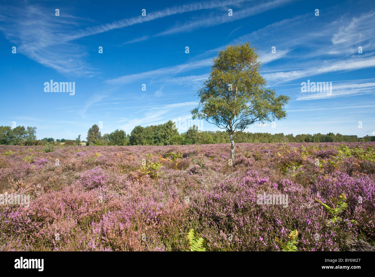 Heather in bloom on Roydon Common in Norfolk Stock Photo - Alamy