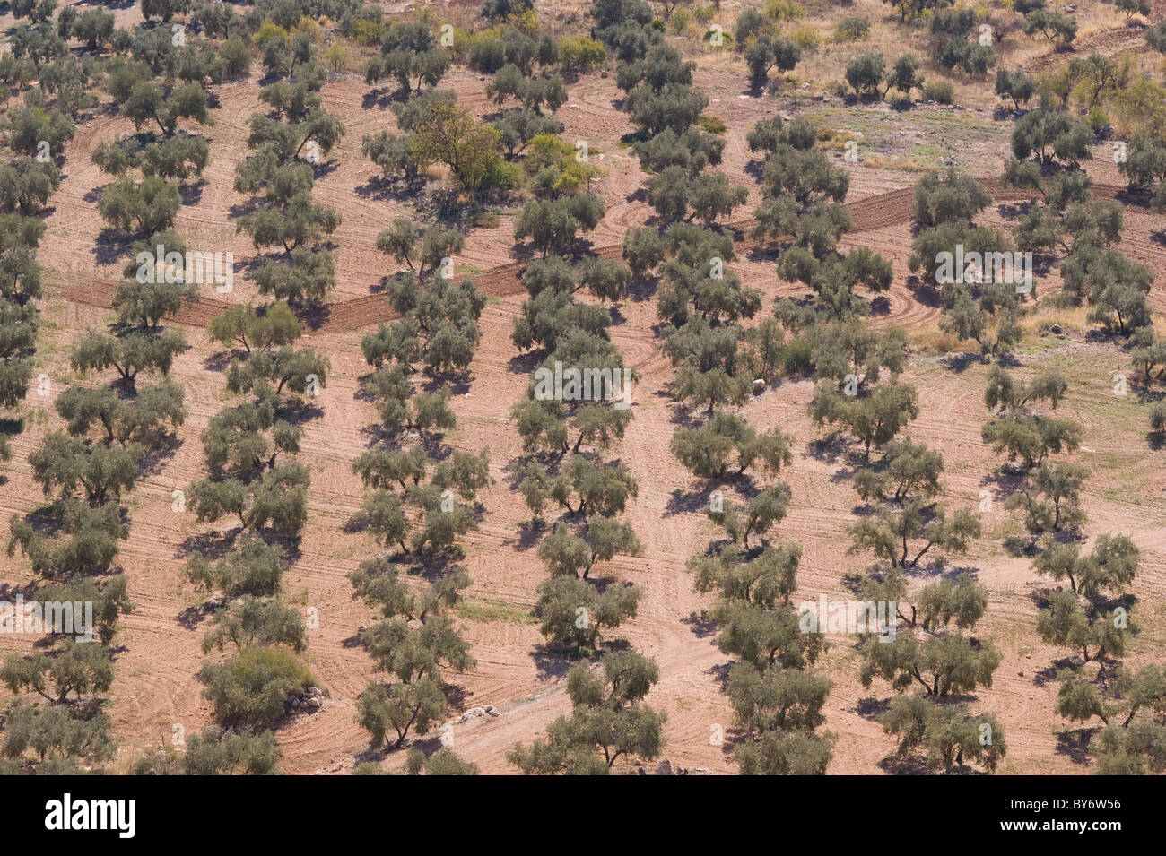 Olive trees from above hi-res stock photography and images - Alamy