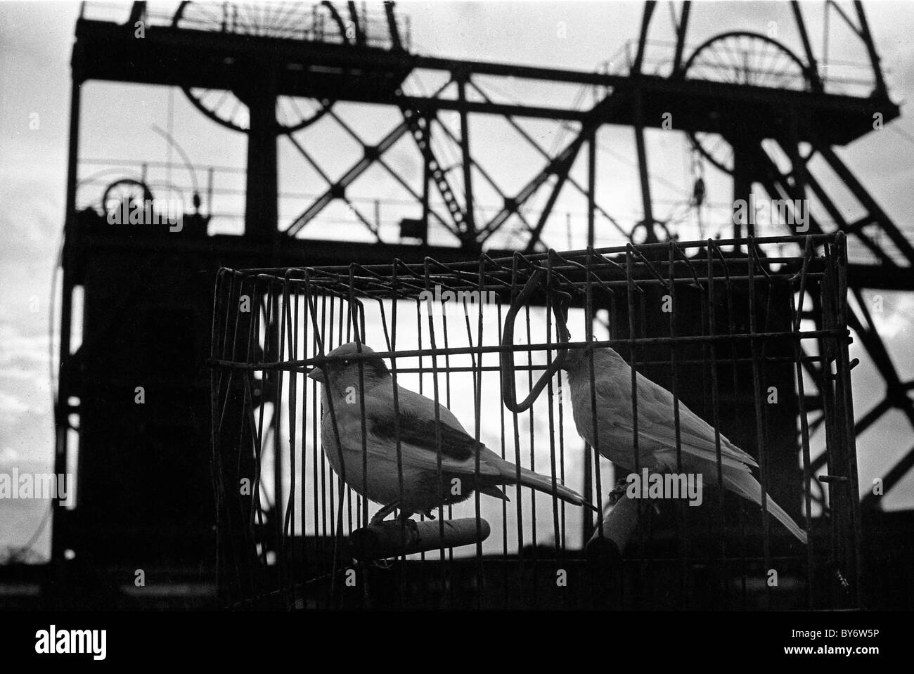 Canaries waiting to underground at Granville Colliery Telford ...