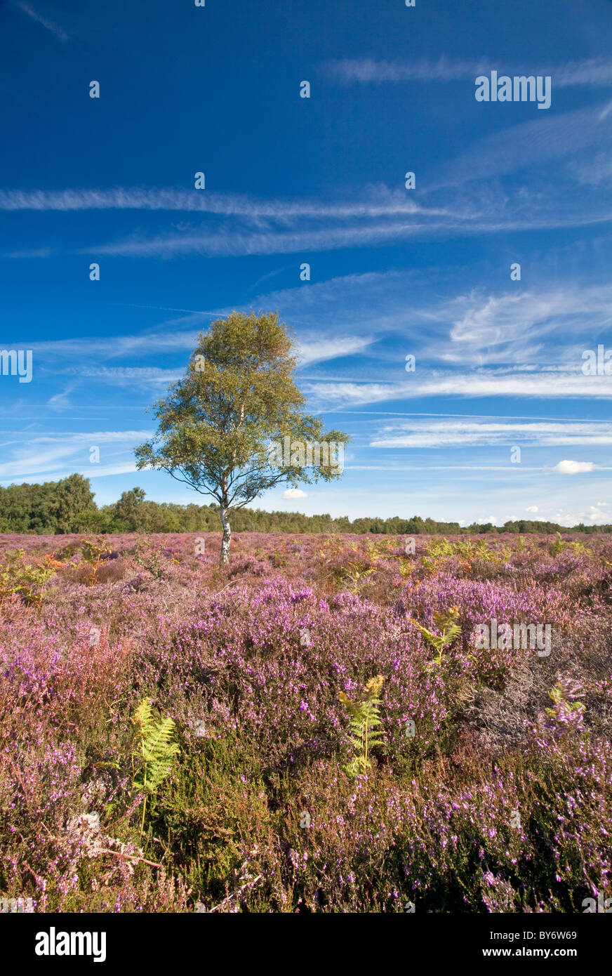 Heather in bloom on Roydon Common in Norfolk Stock Photo - Alamy