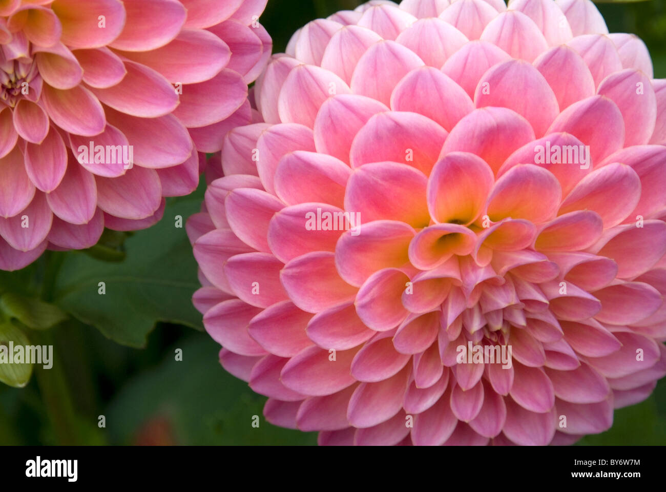 Yellow pom pom flowers hi-res stock photography and images - Alamy