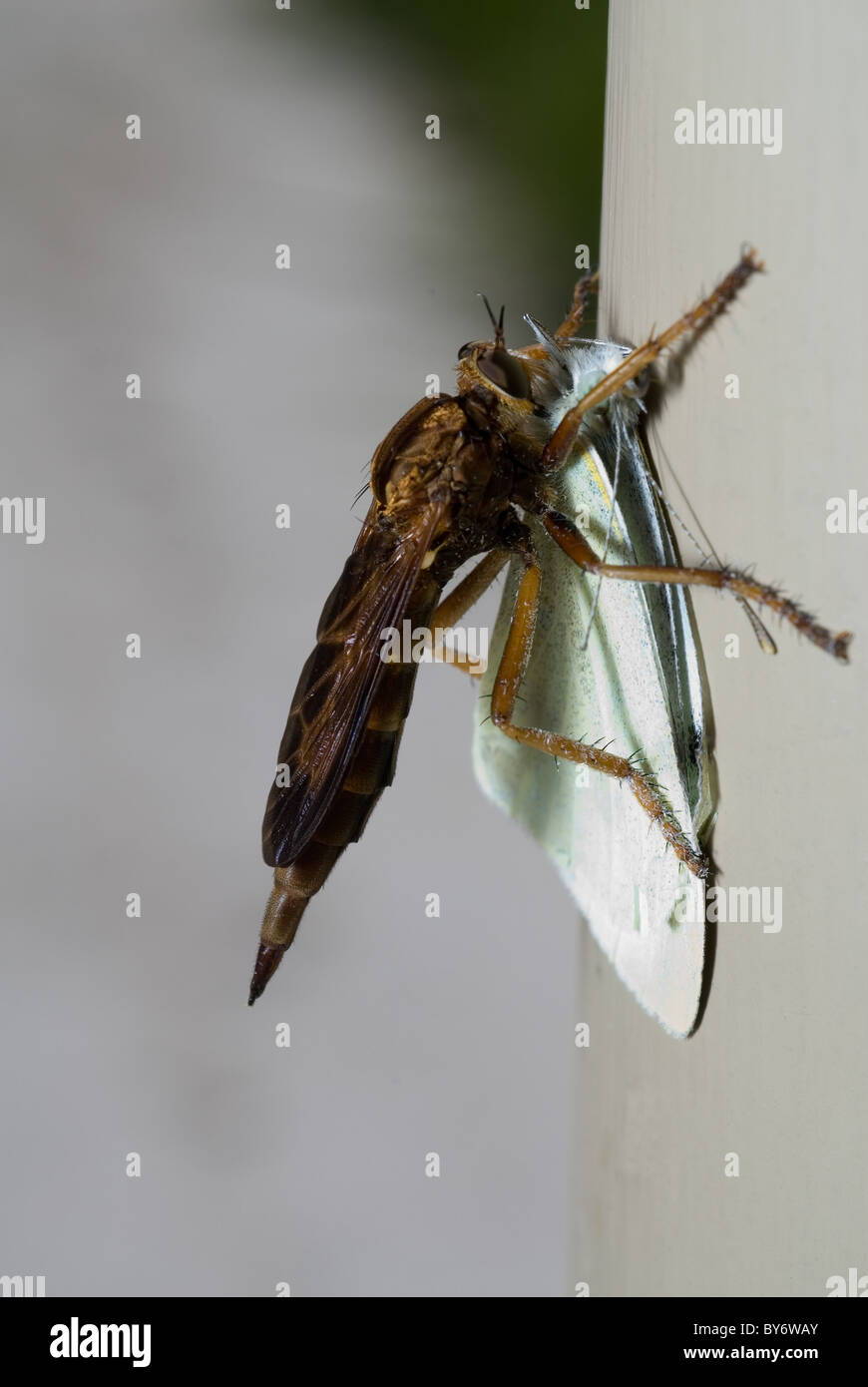 Robber Fly Asilus sericeus eating Cabbage Butterfly Stock Photo - Alamy