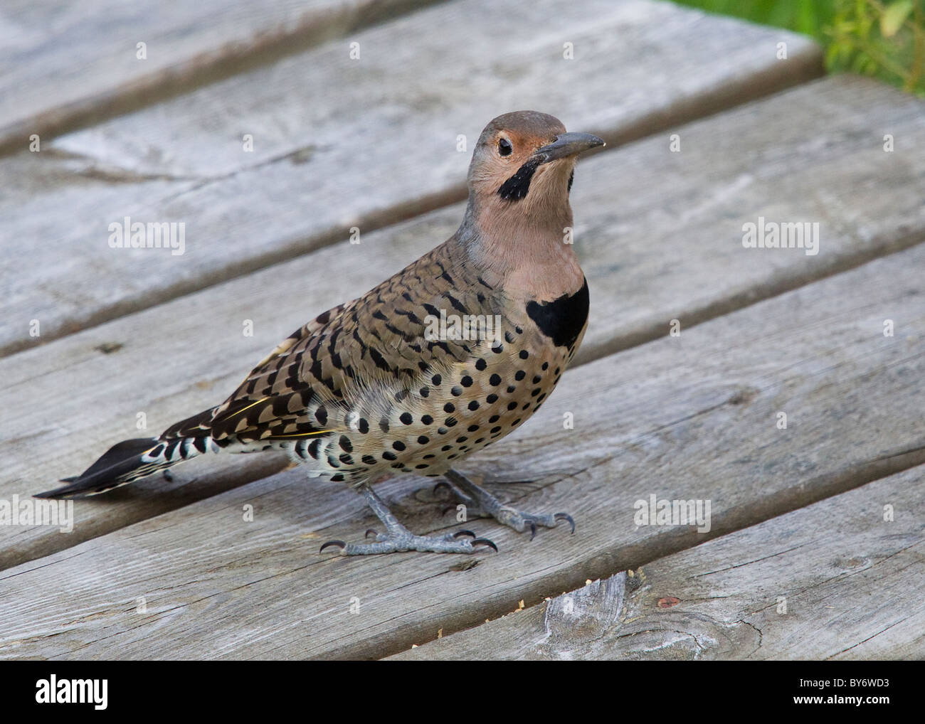 Northern flicker colaptes auratus or common flickernorthern flicker ...