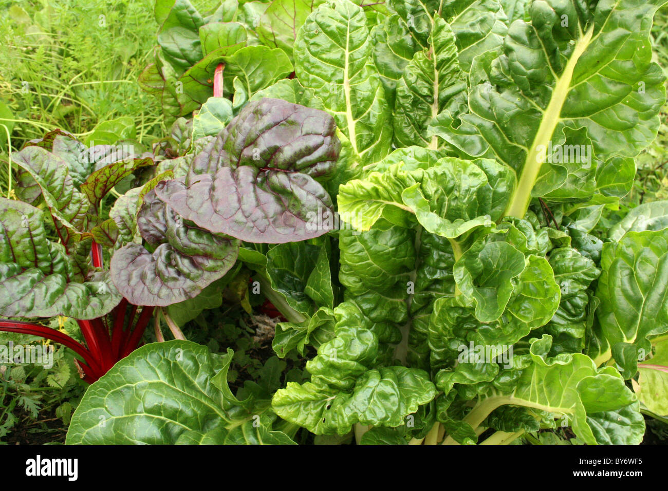 Green chard hi-res stock photography and images - Alamy