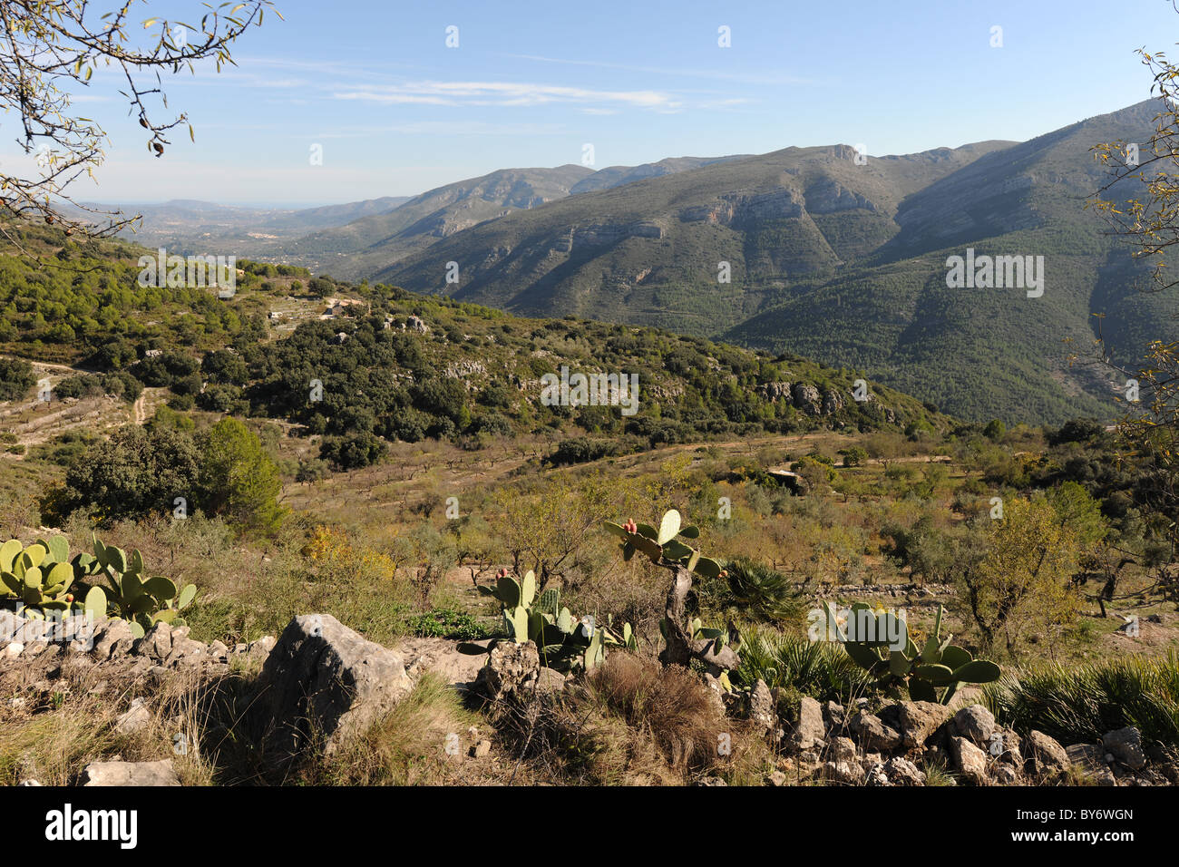 view with prickly pear cactus in the mountains near Benimaurell, Vall ...