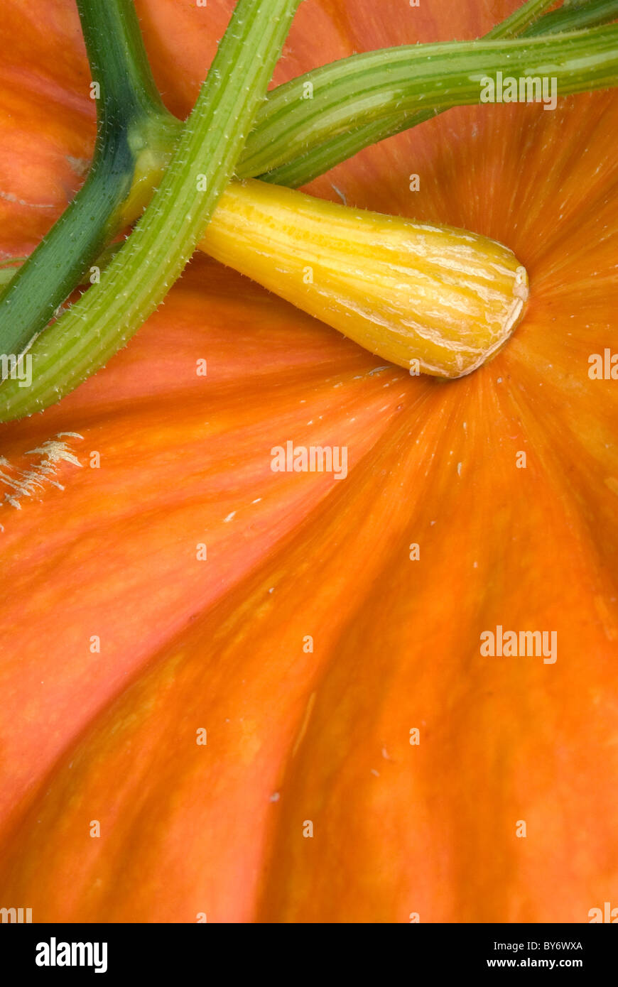 A pumpkin closeup in the garden Stock Photo - Alamy