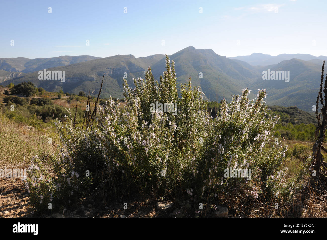 Benimaurell rosemary spain hi-res stock photography and images - Alamy