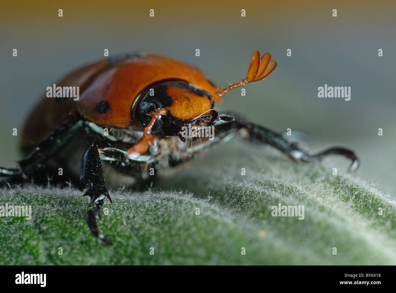 Spotted Grapevine Beetle - (Pelidnota punctata Stock Photo - Alamy