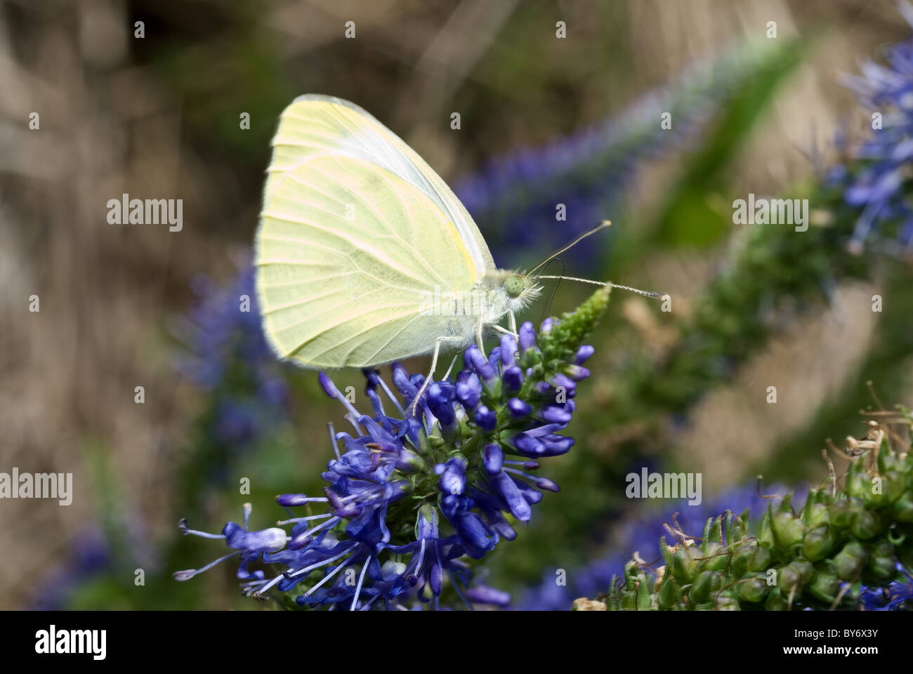 Cabbage Whites High Resolution Stock Photography and Images - Alamy