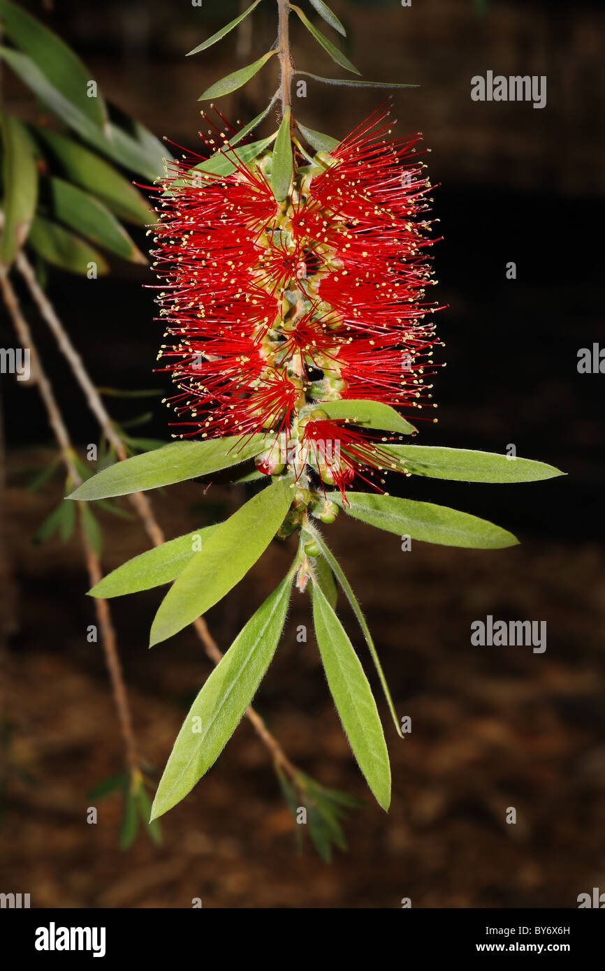 Callistemon Viminalis - Weeping Bottlebrush - Australian Myrtle ...