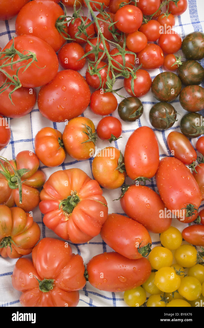 Different coloured tomatoes, Vegetables, Fruit, Healthy food Stock ...