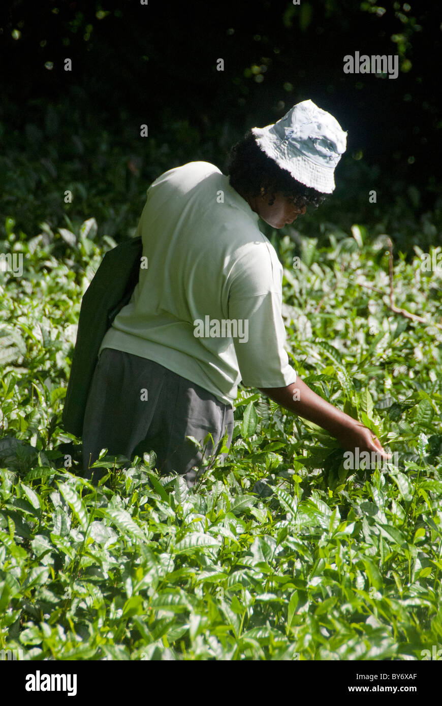 Morne seychellois tea hi-res stock photography and images - Alamy