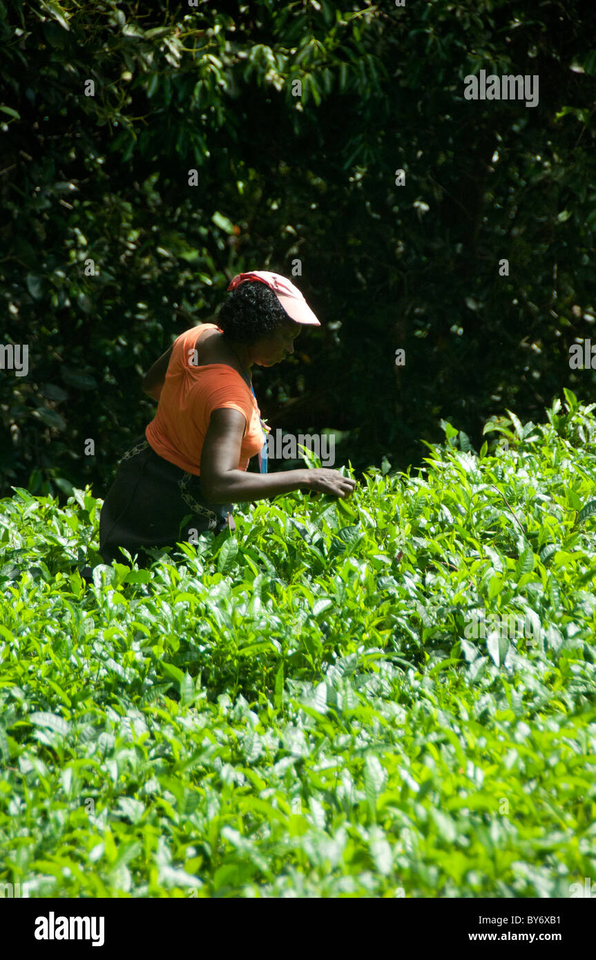 Seychelles, Island of Mahe. Morne National Park (aka Morne Seychellois ...