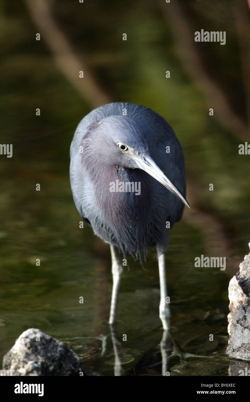 J n darling national wildlife refuge hi-res stock photography and ...