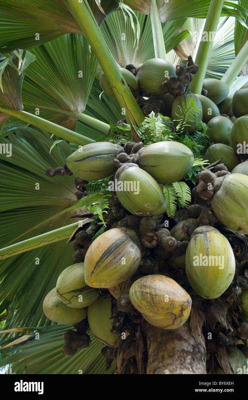 Coco de mer seed pod hi-res stock photography and images - Alamy