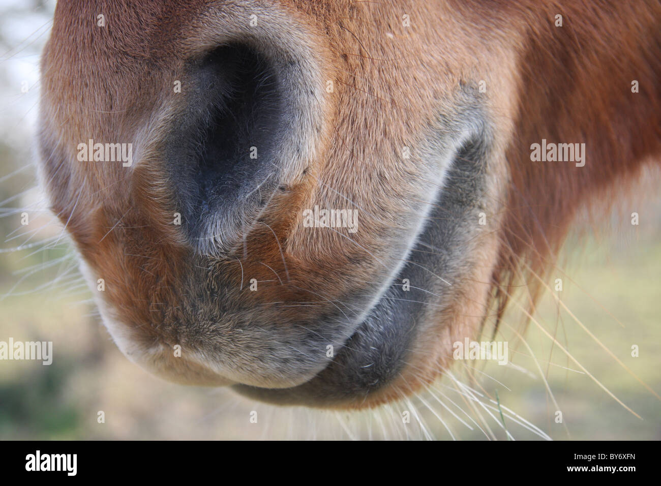 Pony nose a pony's healthy nose Stock Photo - Alamy