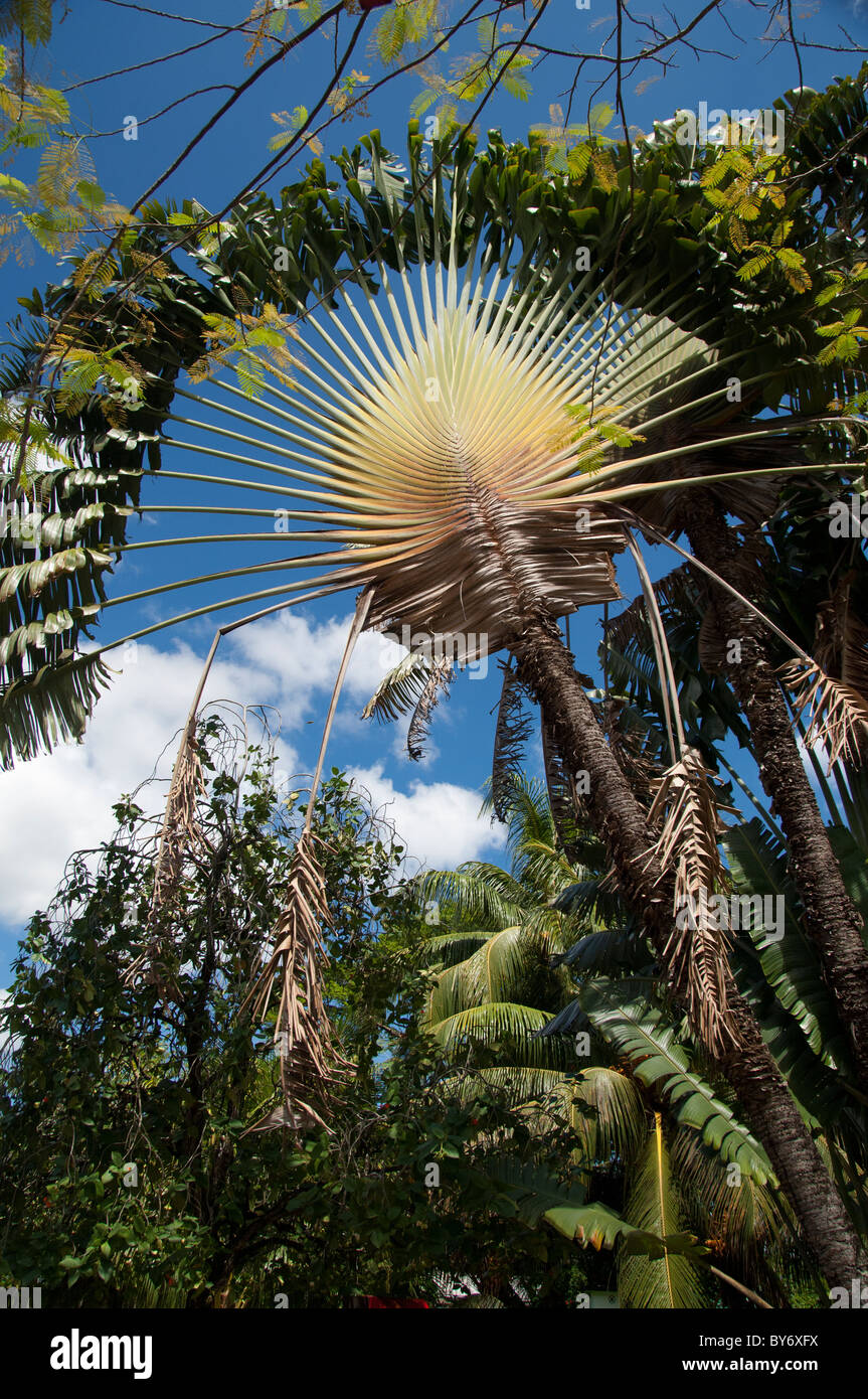 Seychelles, Island of Mahe. Capital city of Victoria. Traveler's Palm ...