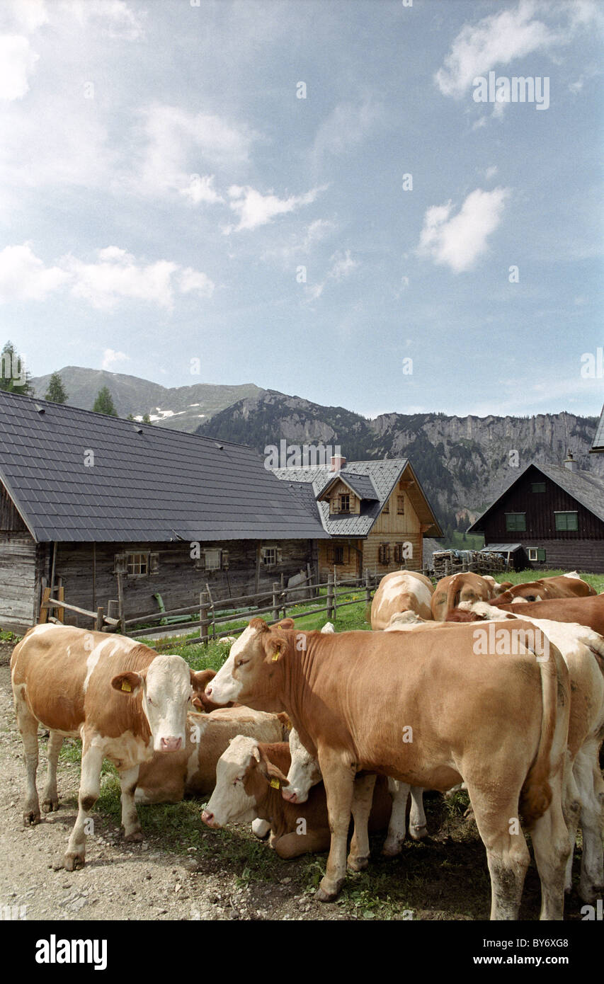 Cows at a farmhouse, Stodertal, Austria, Alps, Europe Stock Photo - Alamy
