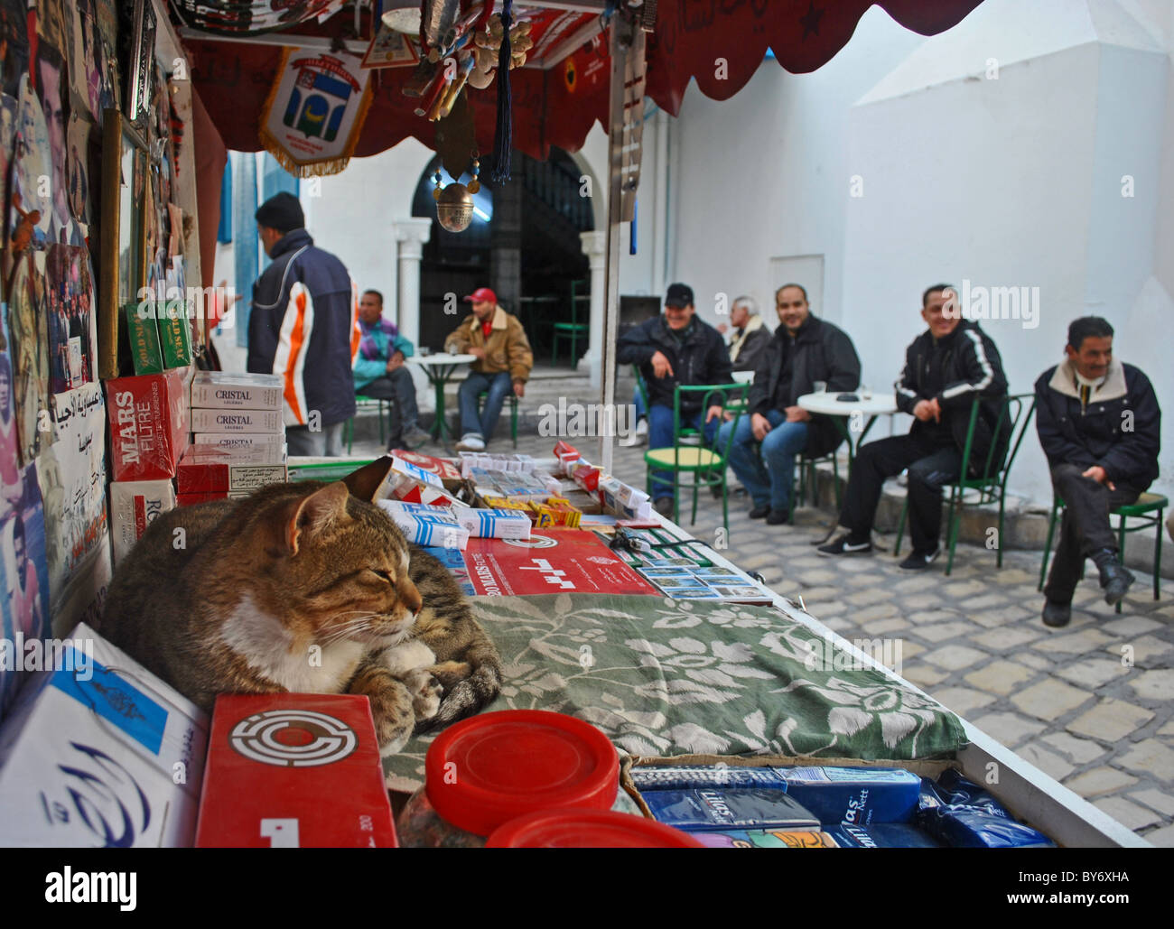 Cats relaxing in cat cafe hi-res stock photography and images - Alamy