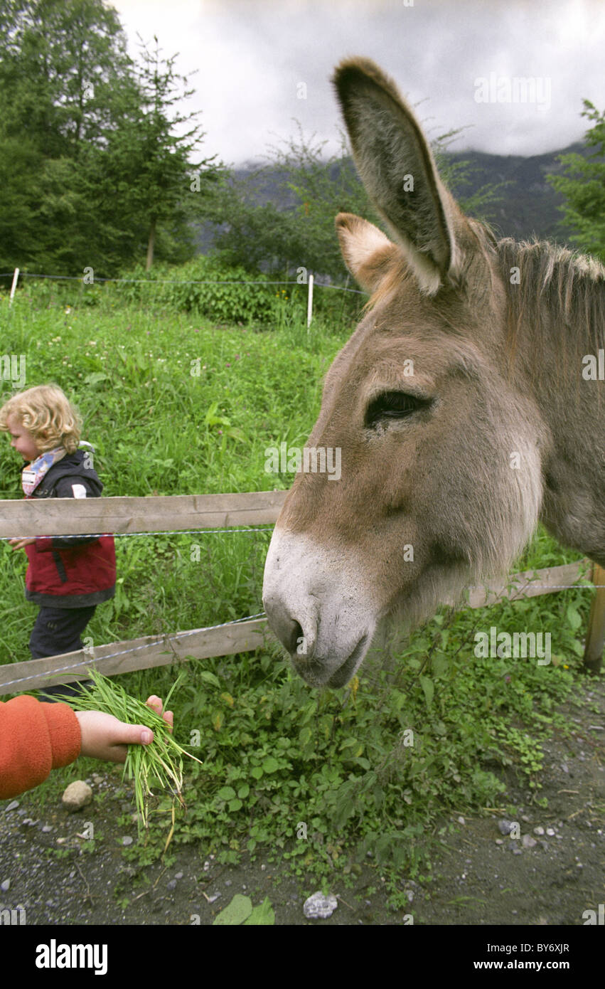 Two children with a donkey hi-res stock photography and images - Alamy