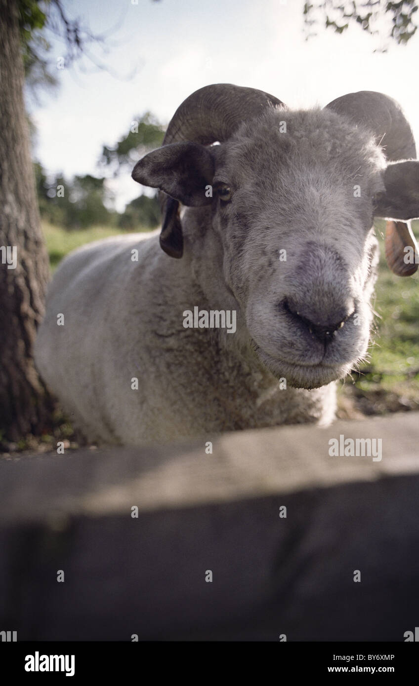 Ram on farm hi-res stock photography and images - Alamy
